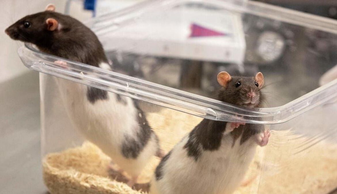 Un nouveau fait important : les rats savent danser